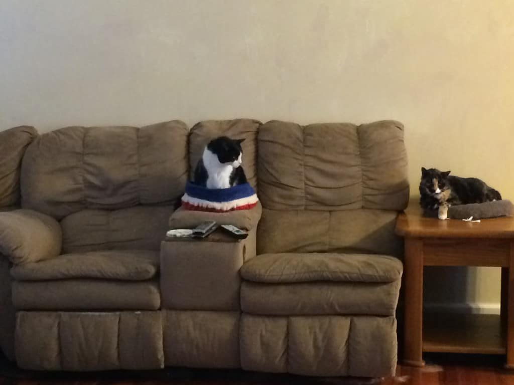 Kitty Pi USA | Through The Yarny Curtain