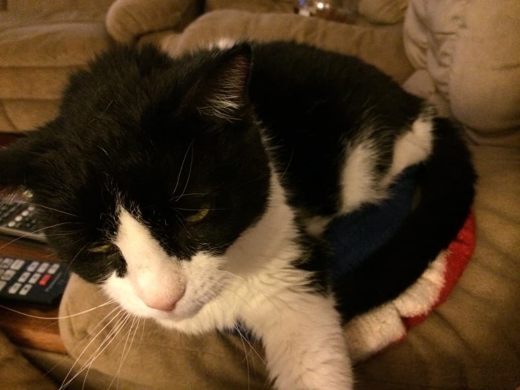 Kitty Pi USA | Through The Yarny Curtain